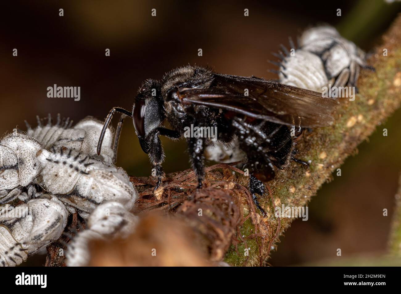 Adult Stingless Bee of the Tribe Meliponini interacting with Typical ...