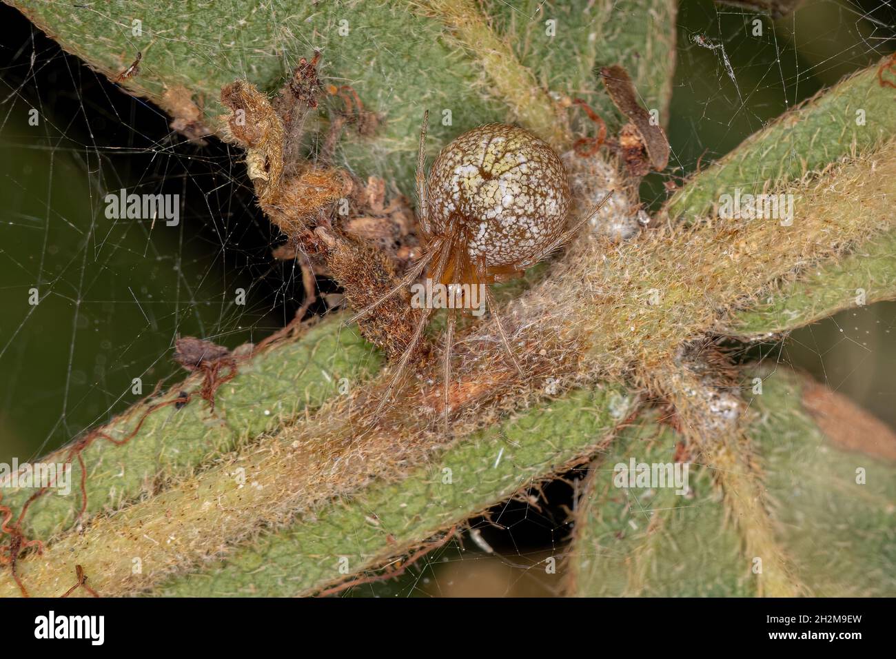 Adult Female Cobweb Spider of the Family Theridiidae Stock Photo - Alamy