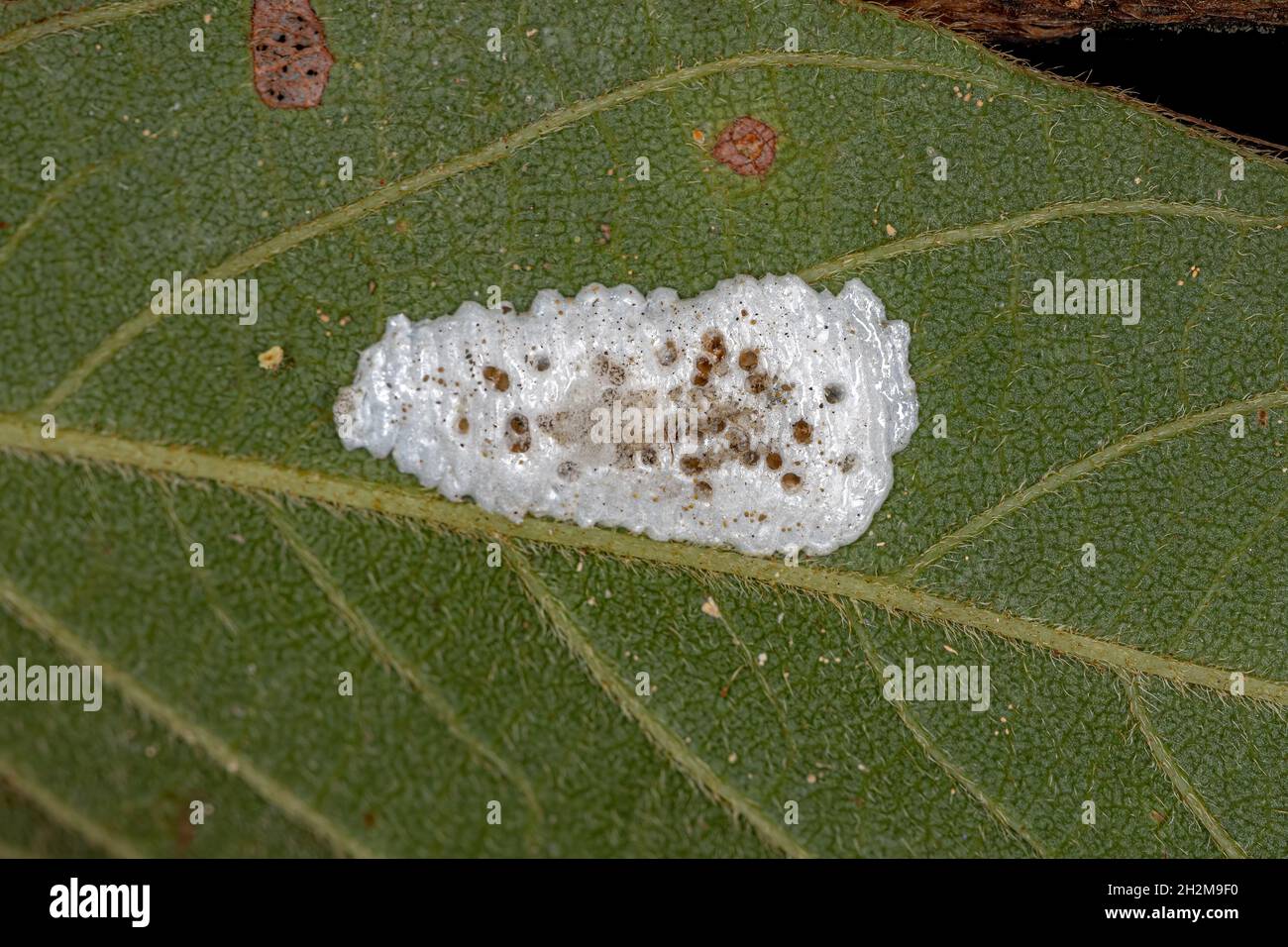 hatched eggs of Typical Treehoppers of the Family Membracidae Stock ...