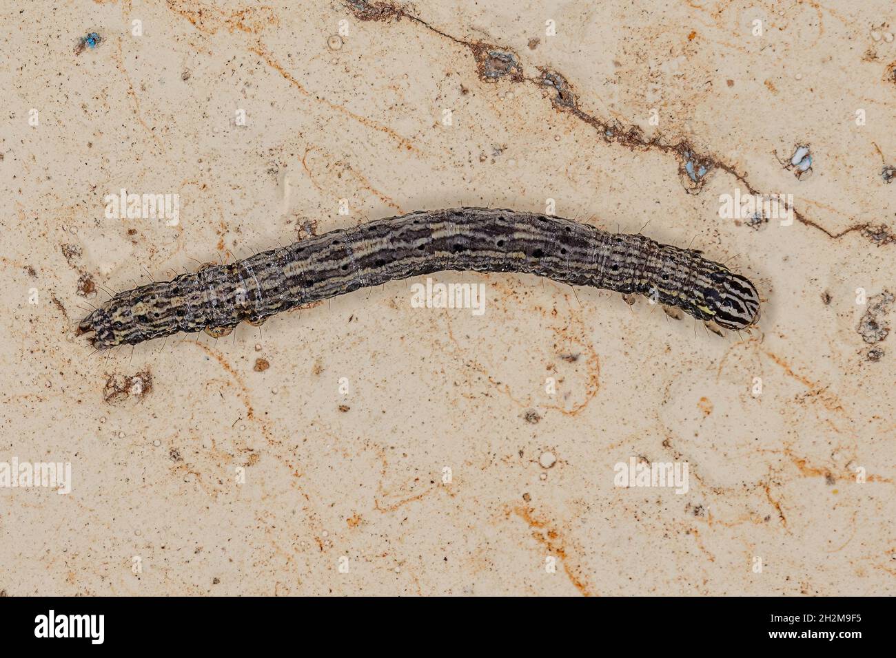 small Butterfly larva of the Order Lepidoptera Stock Photo - Alamy