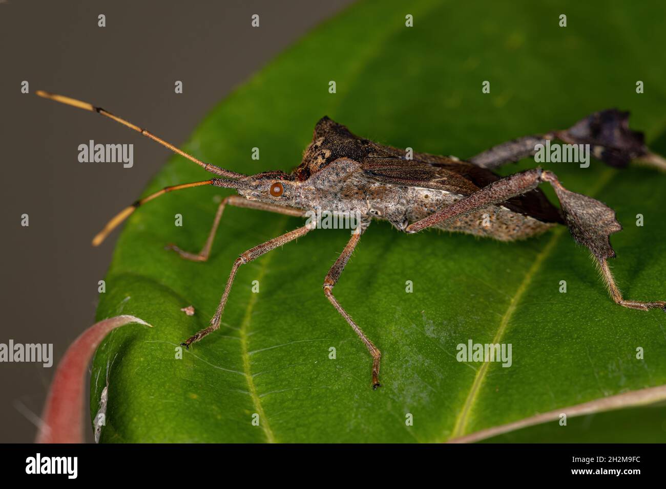 Adult Leaf footed Bug of the genus Leptoglossus Stock Photo - Alamy
