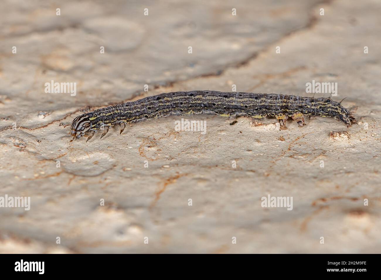 small Butterfly larva of the Order Lepidoptera Stock Photo - Alamy