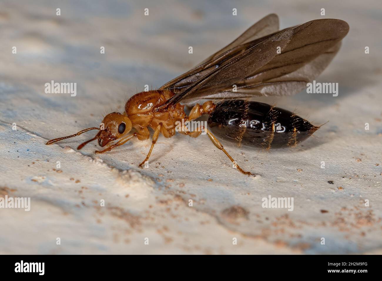 Adult Female Winged Cocktail Queen Ant of the Genus Crematogaster Stock ...