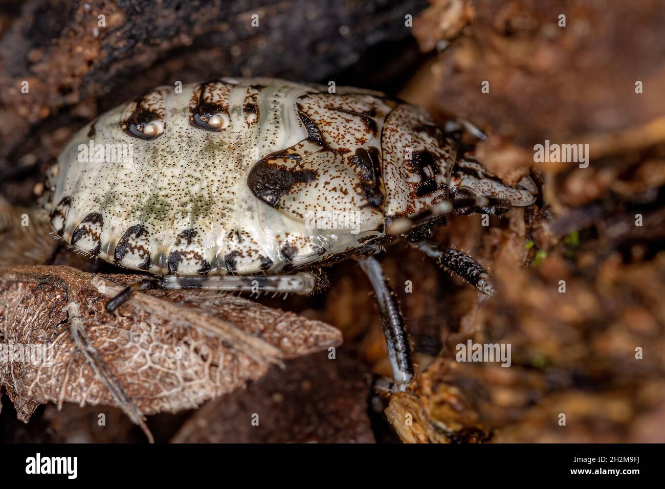 Stink bug Nymph of the Genus Antiteuchus Stock Photo - Alamy