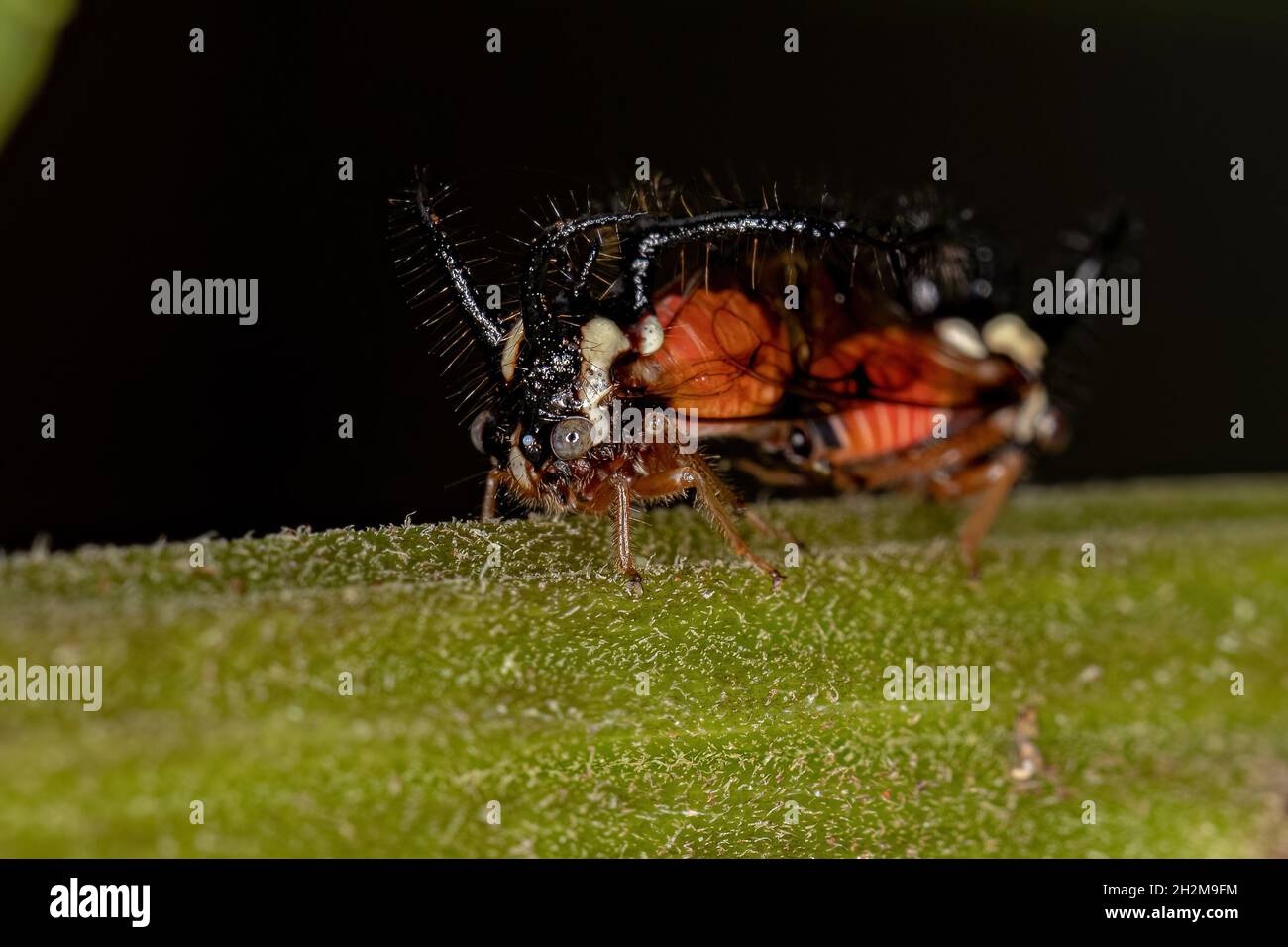 Adult Treehopper Insect of the species Cyphonia trifida Stock Photo - Alamy