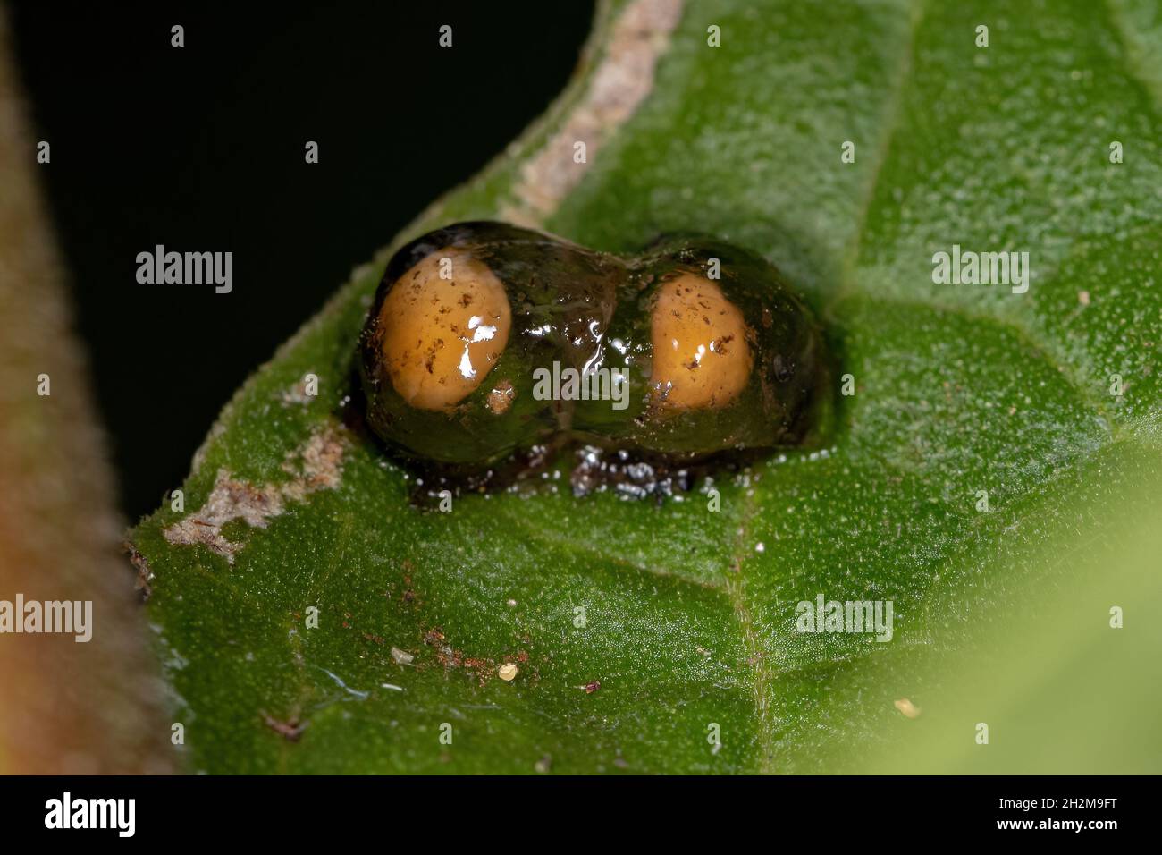 Eggs On A Leaf High Resolution Stock Photography and Images - Alamy