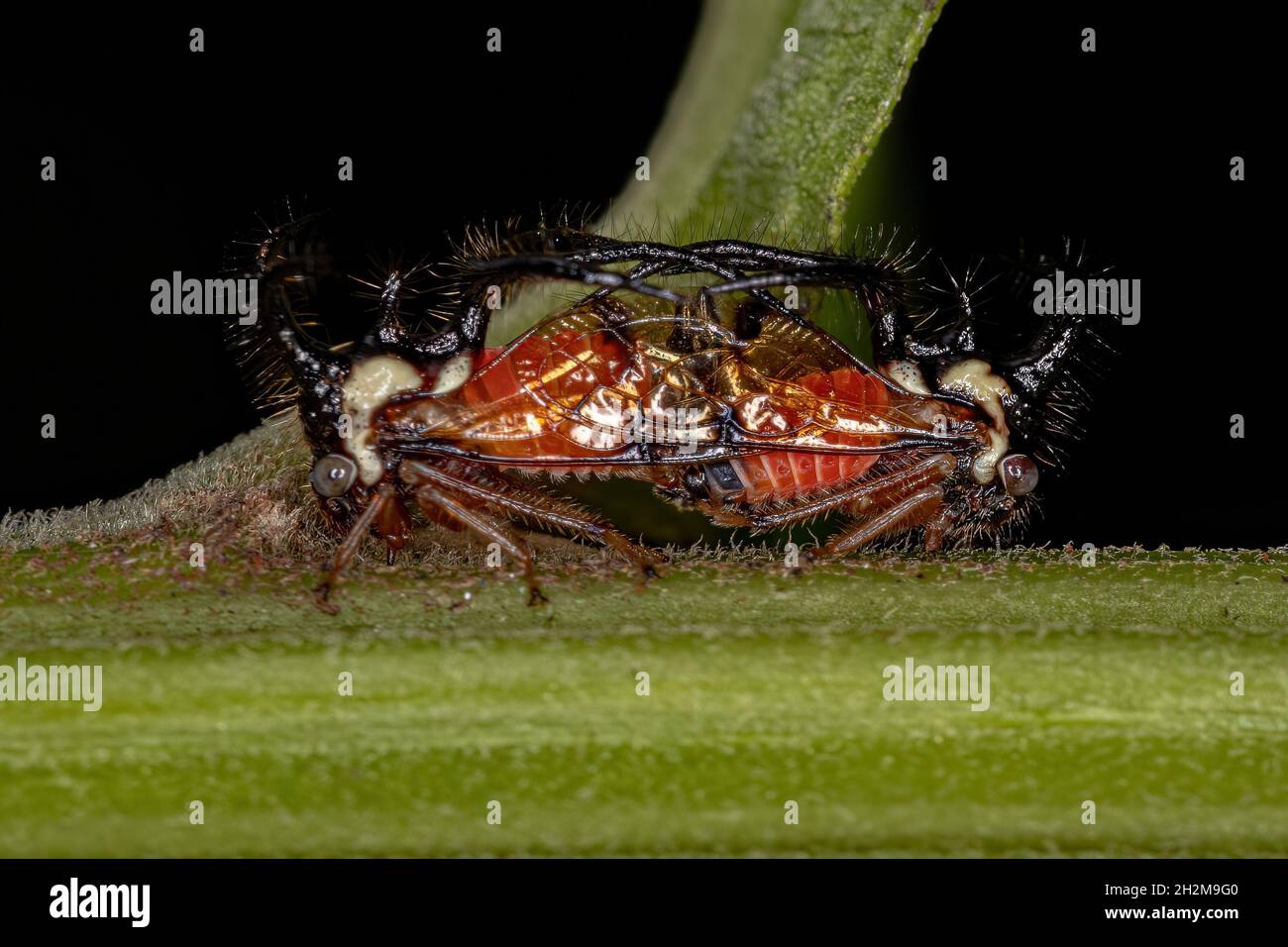 Adult Treehopper Insect of the species Cyphonia trifida Stock Photo - Alamy