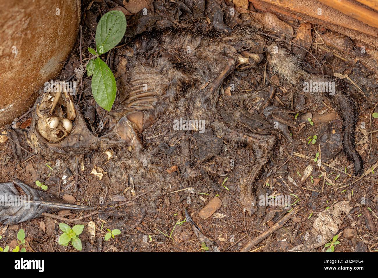 Feral Cat Bones of the species Felis catus Stock Photo - Alamy