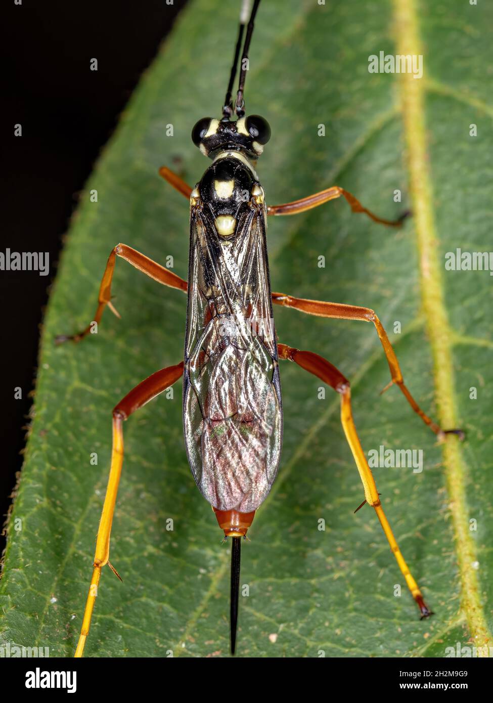 Adult Ichneumonid Wasp of the Family Ichneumonidae Stock Photo - Alamy