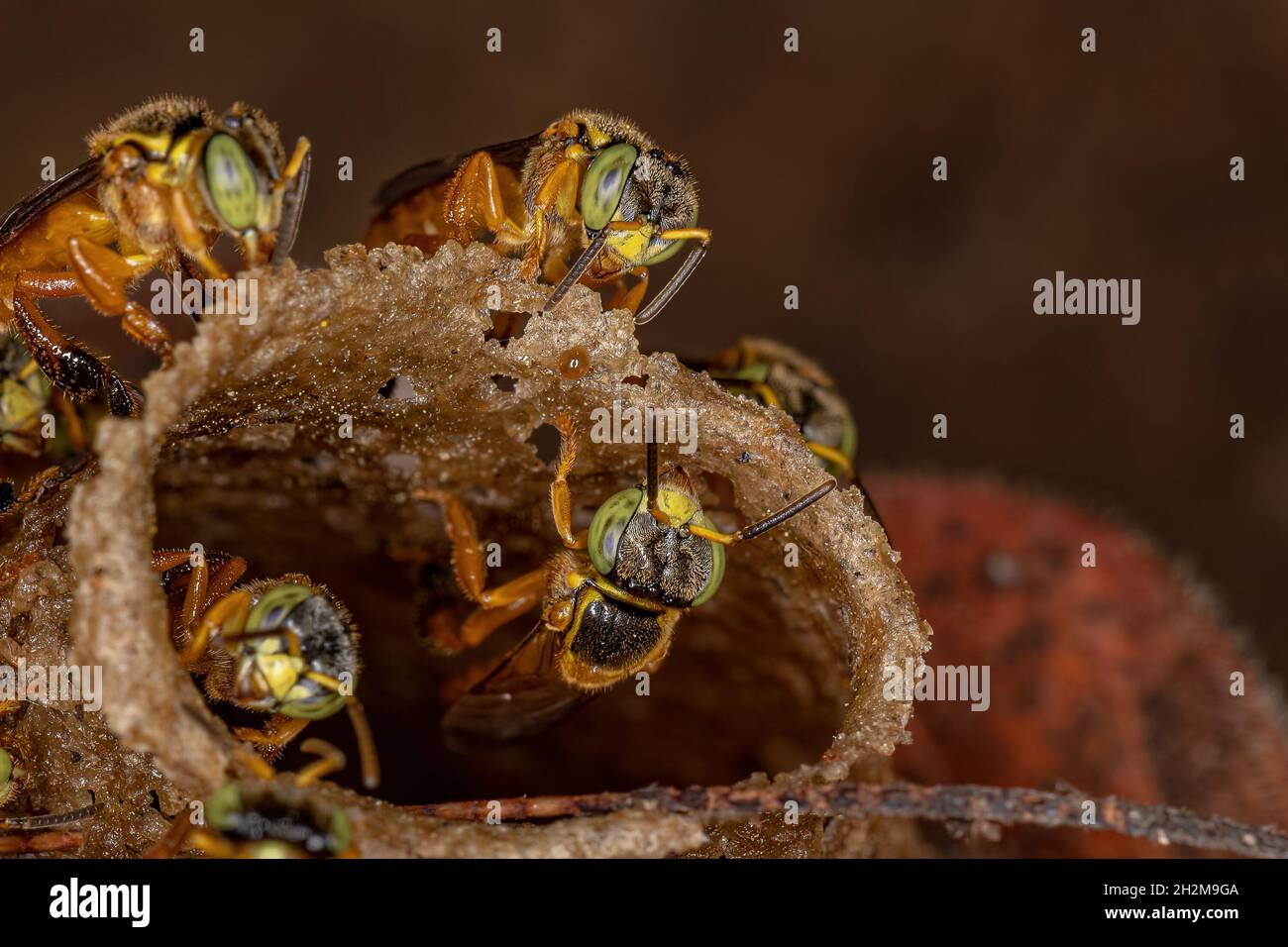 Adult Jatai bees of the species Tetragonisca angustula with selective ...