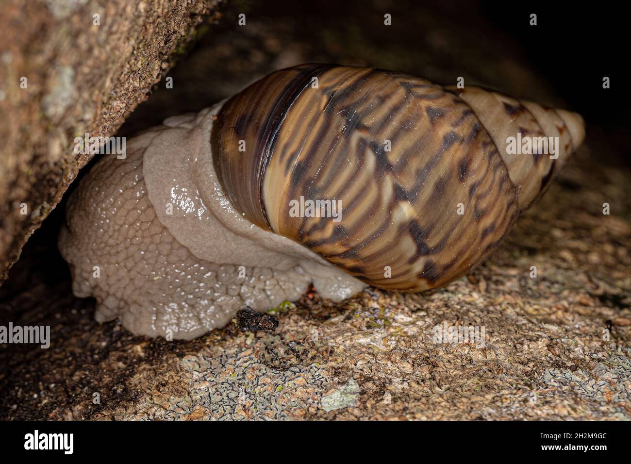 Common Land Snail of the Genus Orthalicus Stock Photo - Alamy