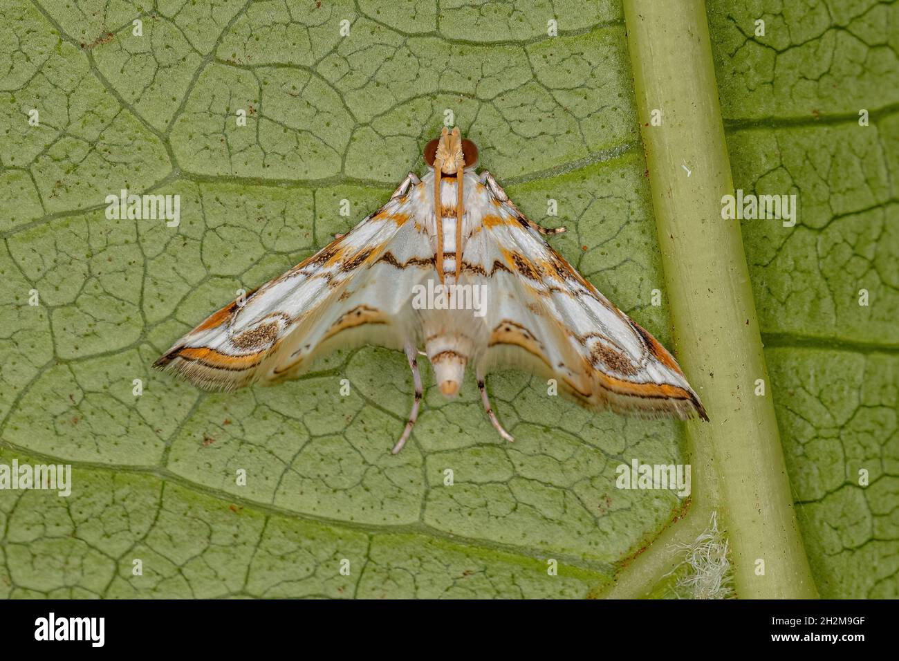 Brown China Mark Moth High Resolution Stock Photography and Images - Alamy