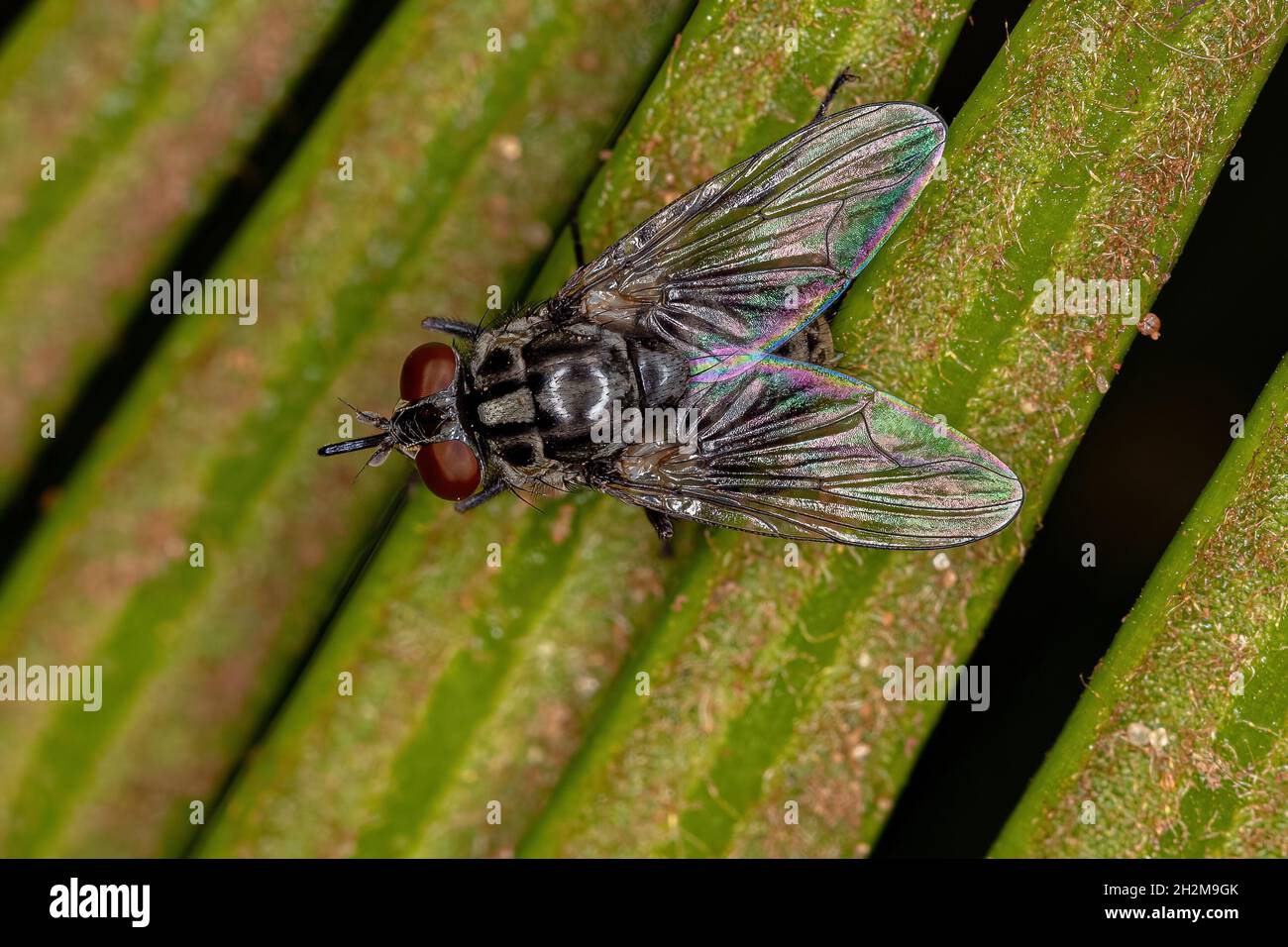 Adult House Fly of the Genus Stomoxys Stock Photo - Alamy