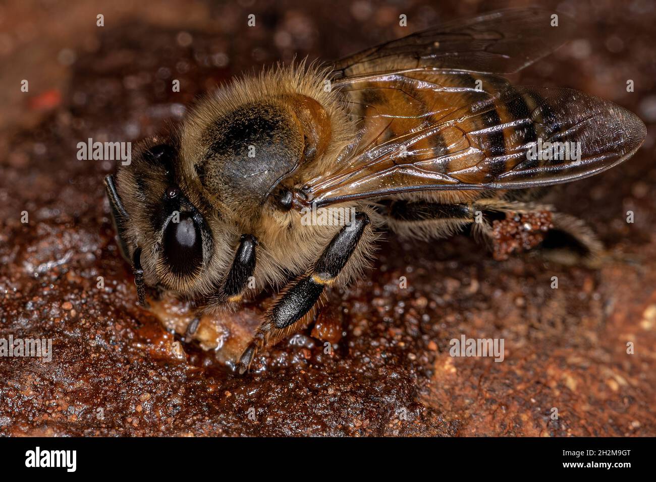 Female honey bee hi-res stock photography and images - Alamy