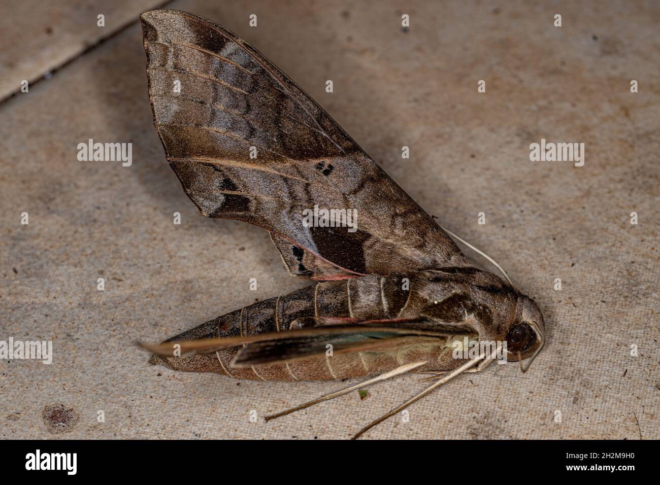 Dead Adult Macroglossine Sphinx Moth of the species Eumorpha analis ...