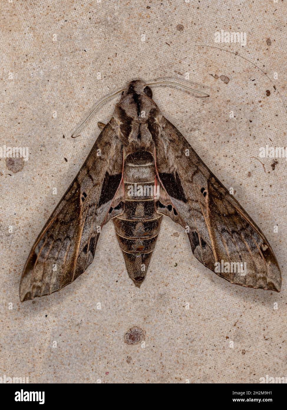 Dead Adult Macroglossine Sphinx Moth of the species Eumorpha analis ...