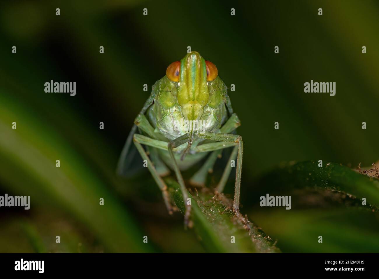 Adult Green Planthopper Insect of the Superfamily Fulgoroidea Stock ...