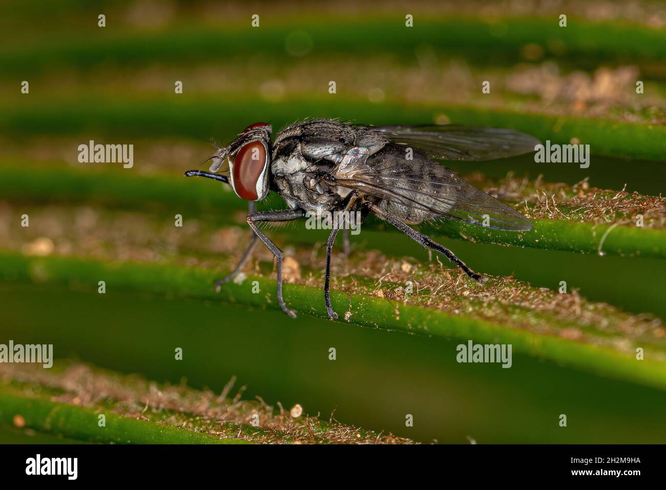 Adult House Fly of the Genus Stomoxys Stock Photo - Alamy