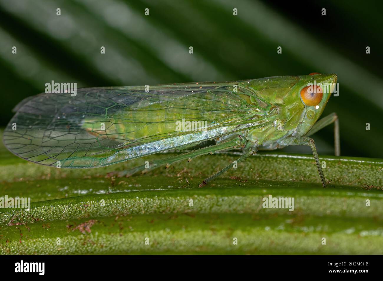 Adult Green Planthopper Insect of the Superfamily Fulgoroidea Stock ...