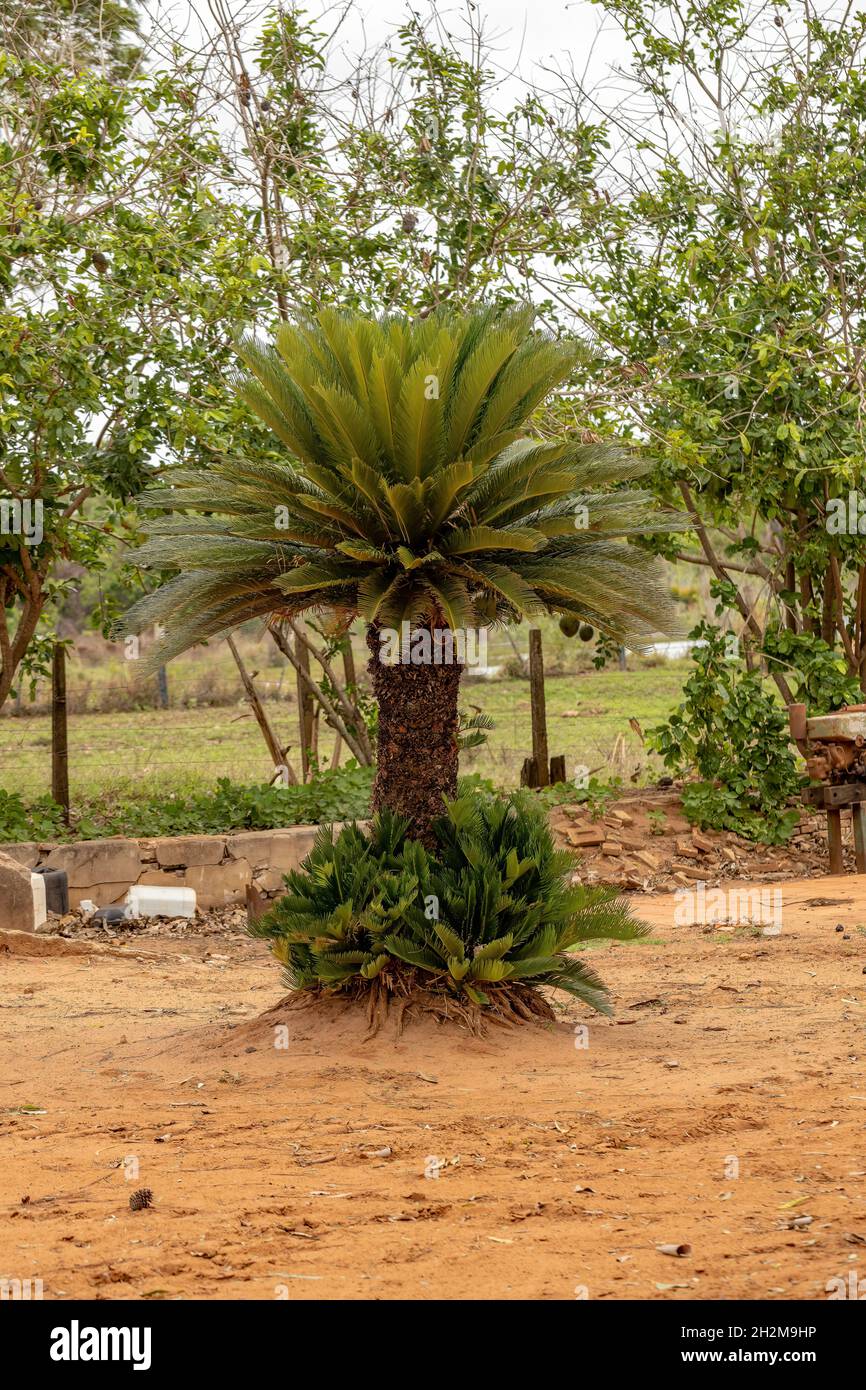 Green Cycad Plant of the Genus Cycas Stock Photo - Alamy