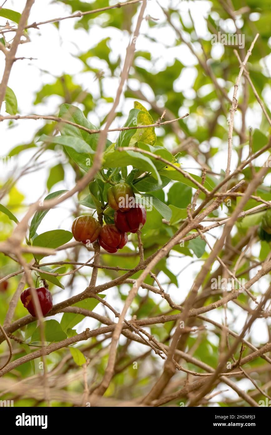 Acerola cherry malpighia emarginata hi-res stock photography and images ...