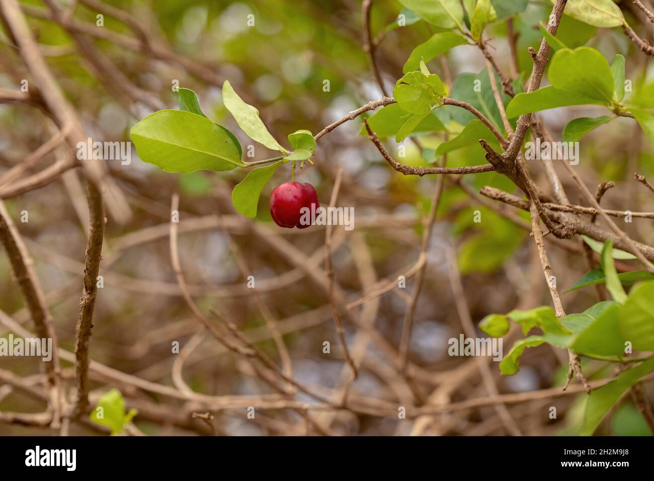 Acerola cherry malpighia emarginata hi-res stock photography and images ...
