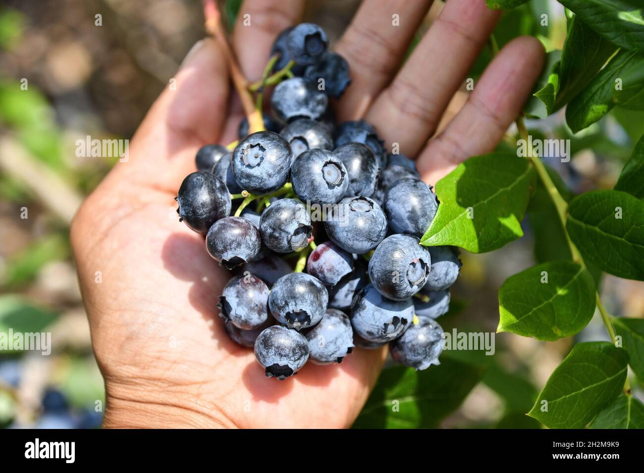 Hand holding a bunch of blueberries Stock Photo - Alamy