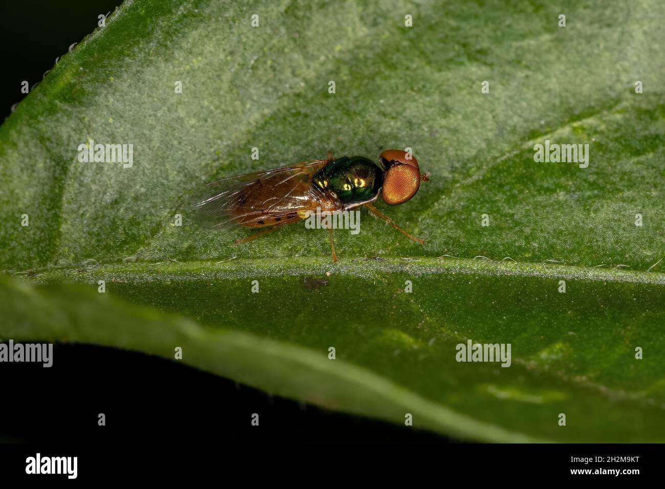 Black soldier flies hi-res stock photography and images - Alamy