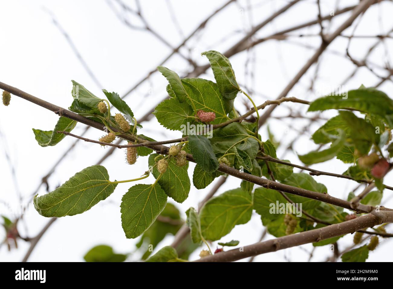 Small mulberry tree hi-res stock photography and images - Alamy