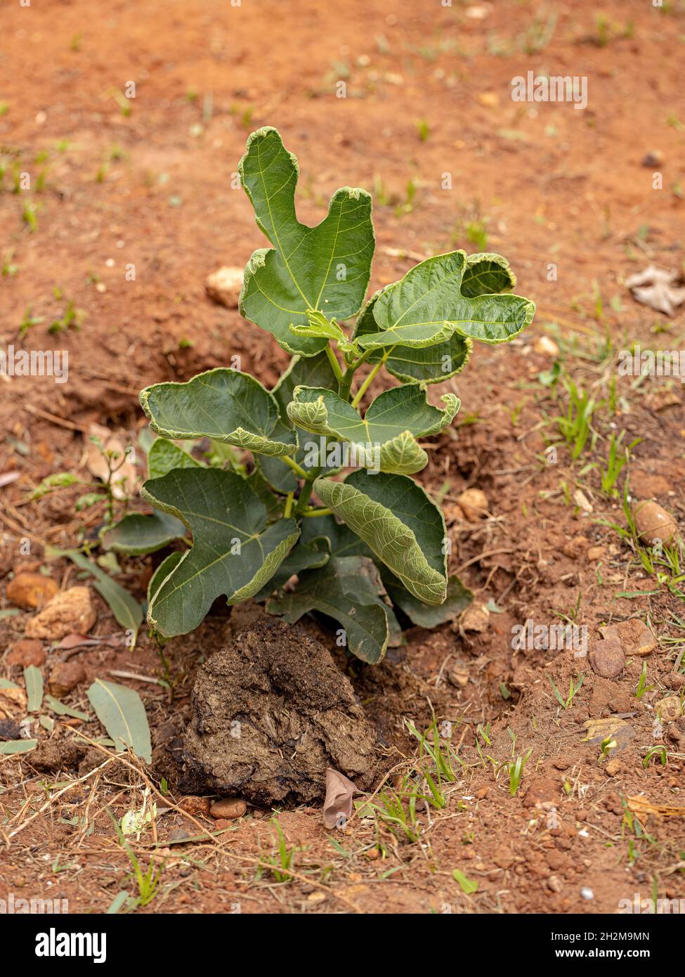 Fig plant seedling hi-res stock photography and images - Alamy