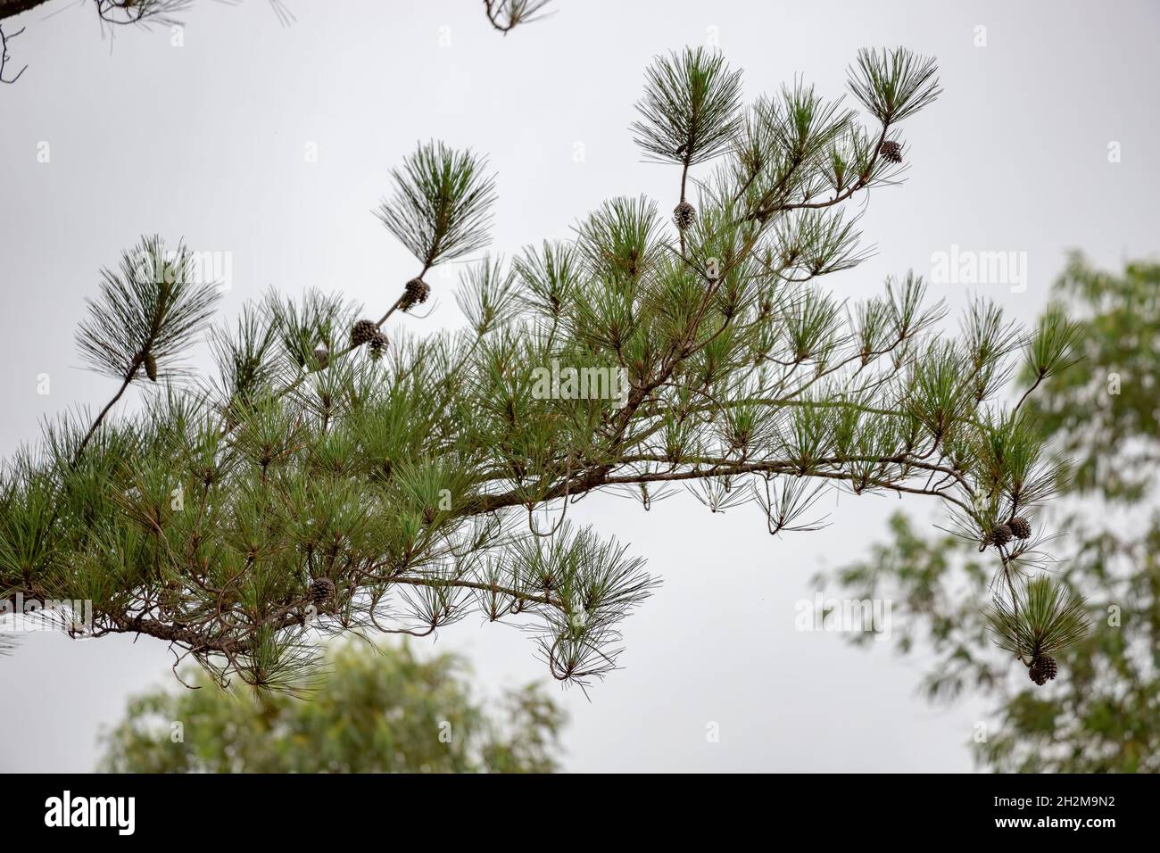 Big Pines Tree of the Genus Pinus with selective focus Stock Photo - Alamy