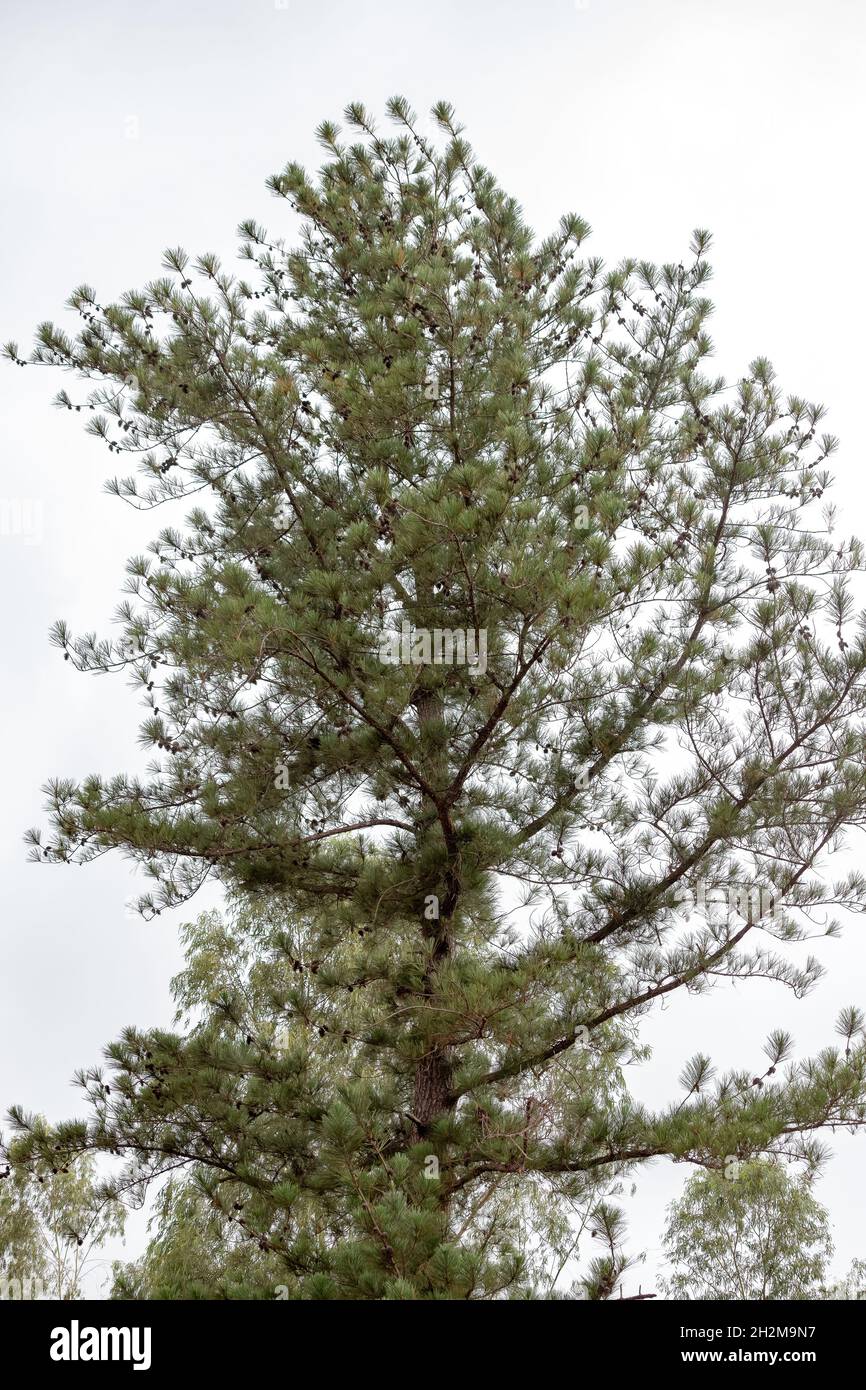 Big Pines Tree of the Genus Pinus with selective focus Stock Photo - Alamy