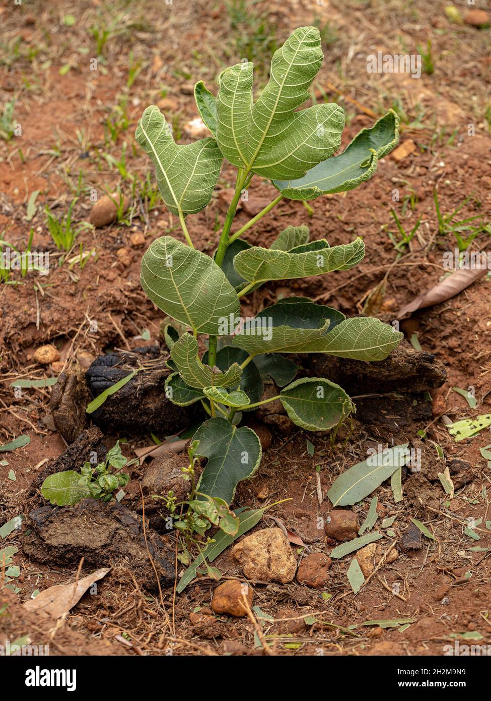 Small fig tree seedling with selective focus Stock Photo - Alamy