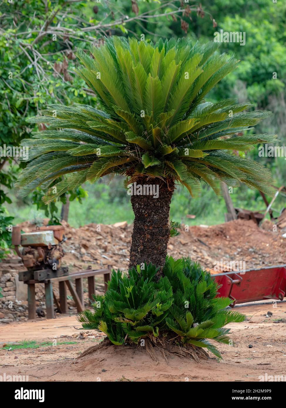 Green Cycad Plant of the Genus Cycas Stock Photo - Alamy