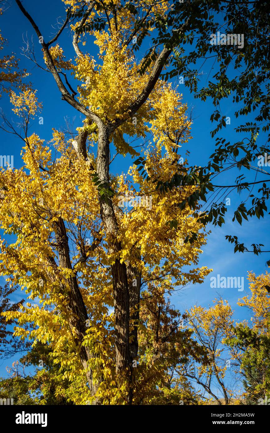 Gree trees hi-res stock photography and images - Alamy