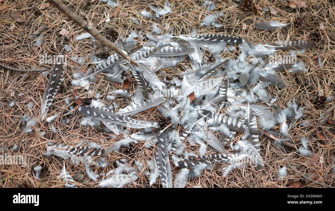 bird feathers lie on the ground in the forest on the dried needles of a ...