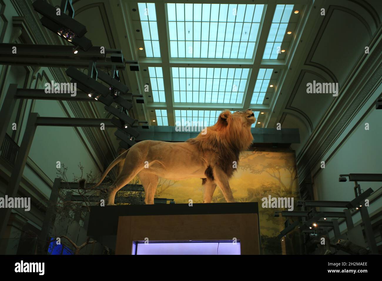Lion extinction hi-res stock photography and images - Alamy