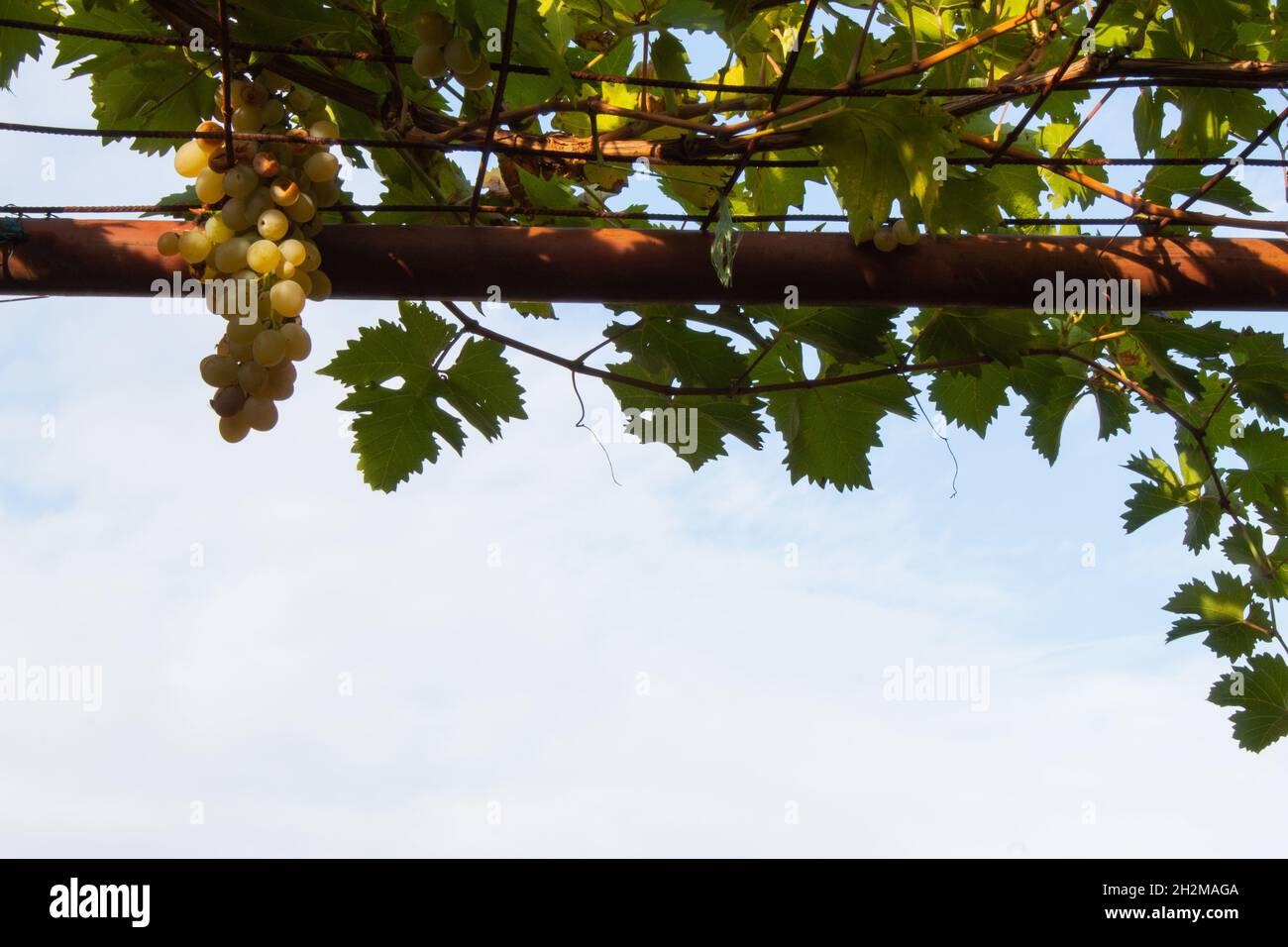 Grapes illuminated by the strong autumn sun Stock Photo - Alamy