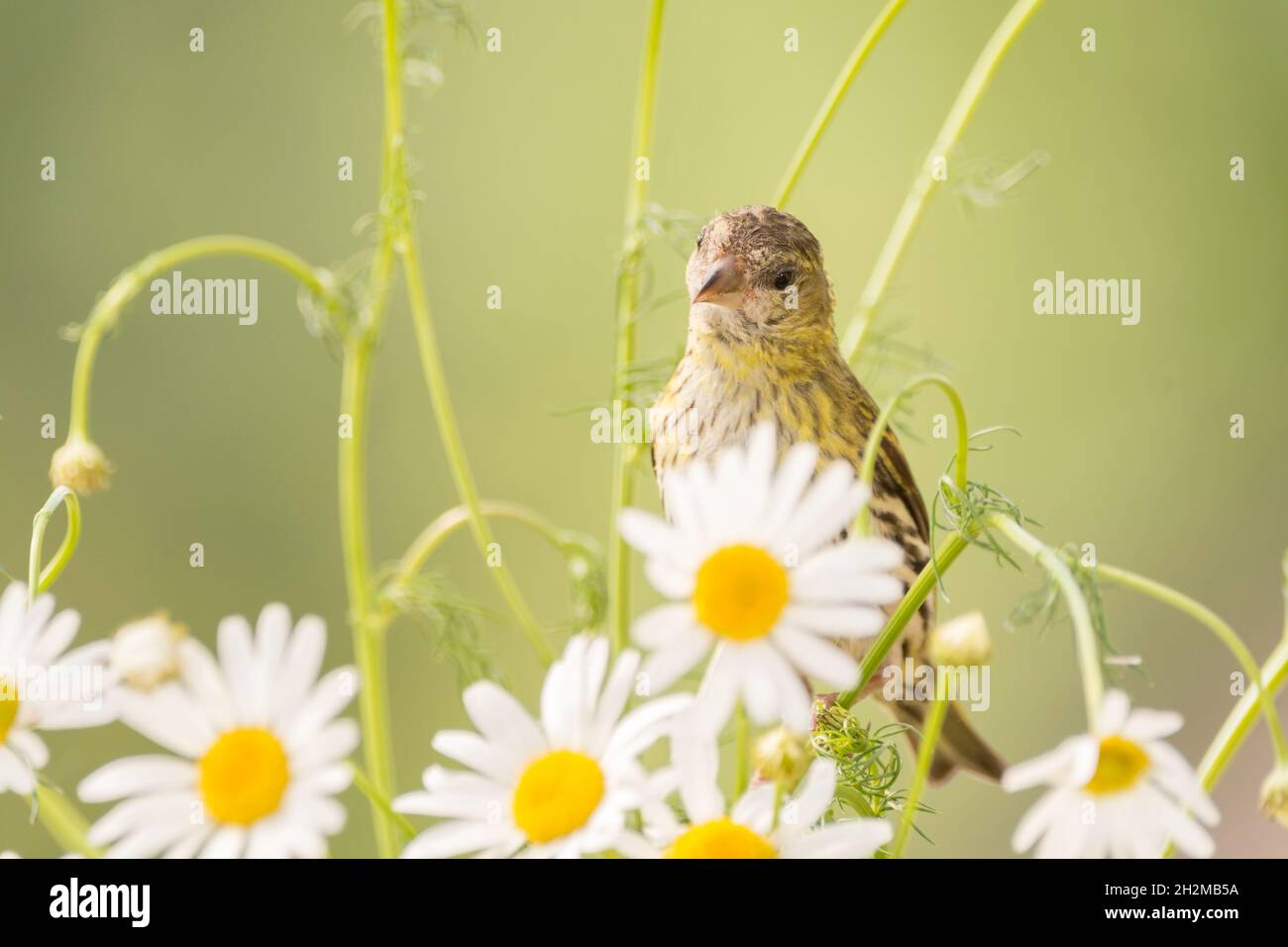 Barley bird hi-res stock photography and images - Alamy