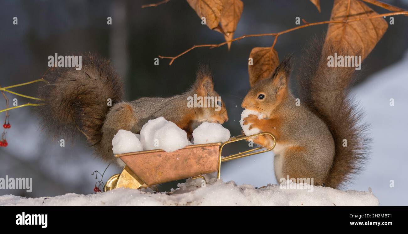 Filled snowball hi-res stock photography and images - Alamy