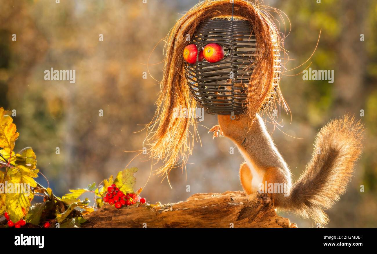 red squirrel standing in a mask with hair Stock Photo - Alamy