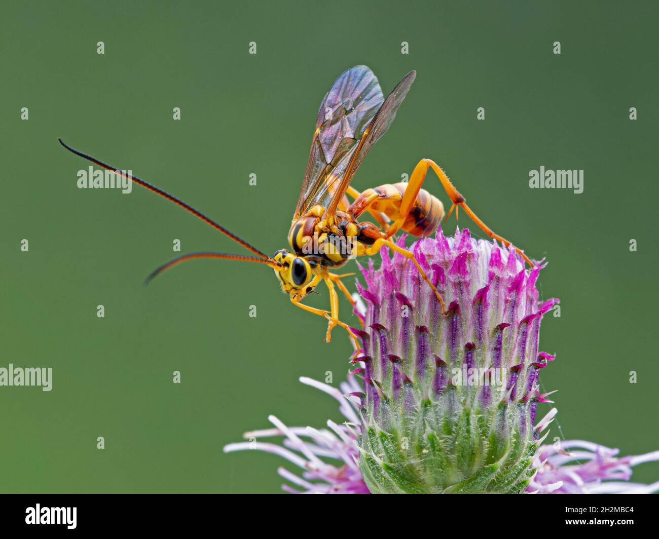 Flying wasps canada hi-res stock photography and images - Alamy