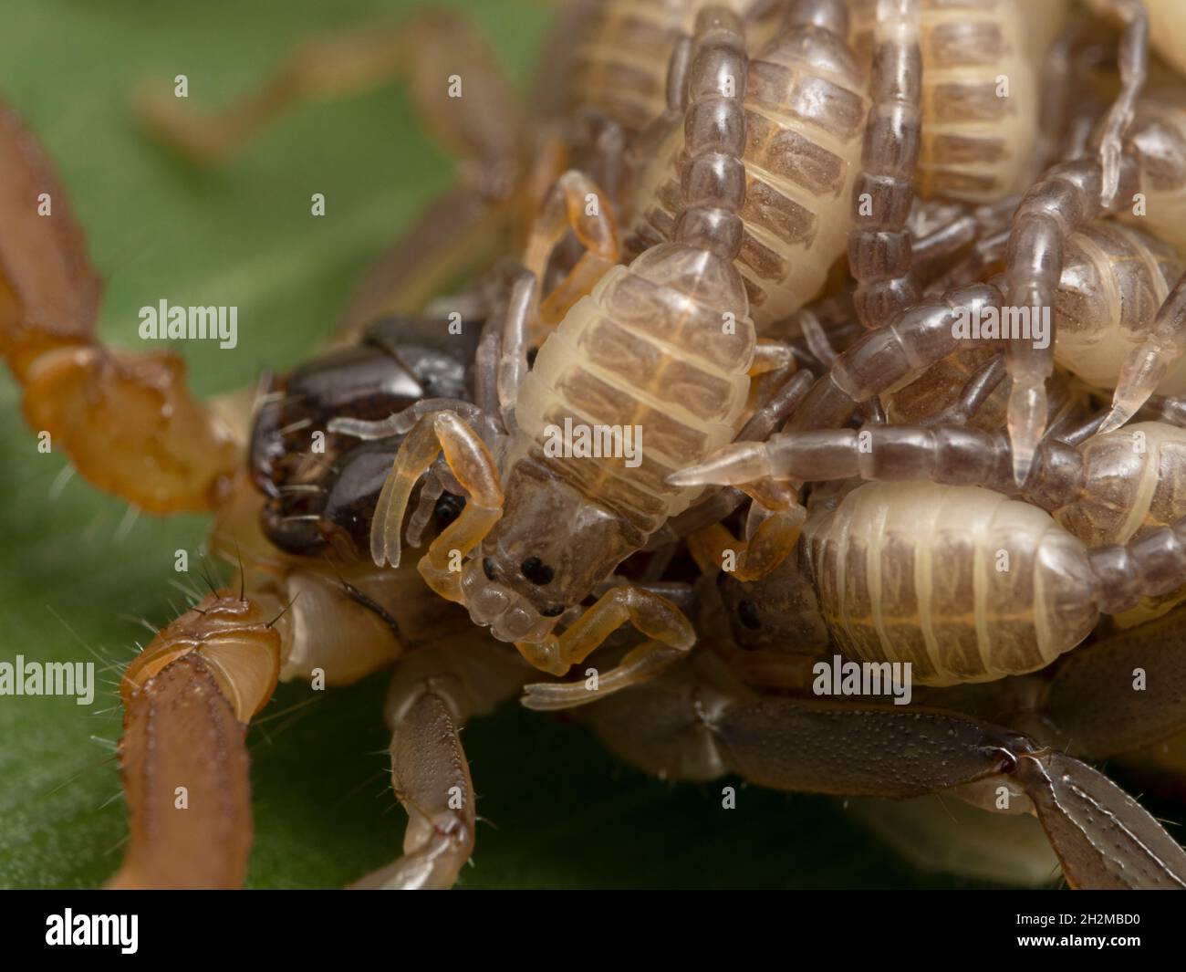 Close-up of tiny newborn parthenogenetic Indian scorpions (Lychas ...