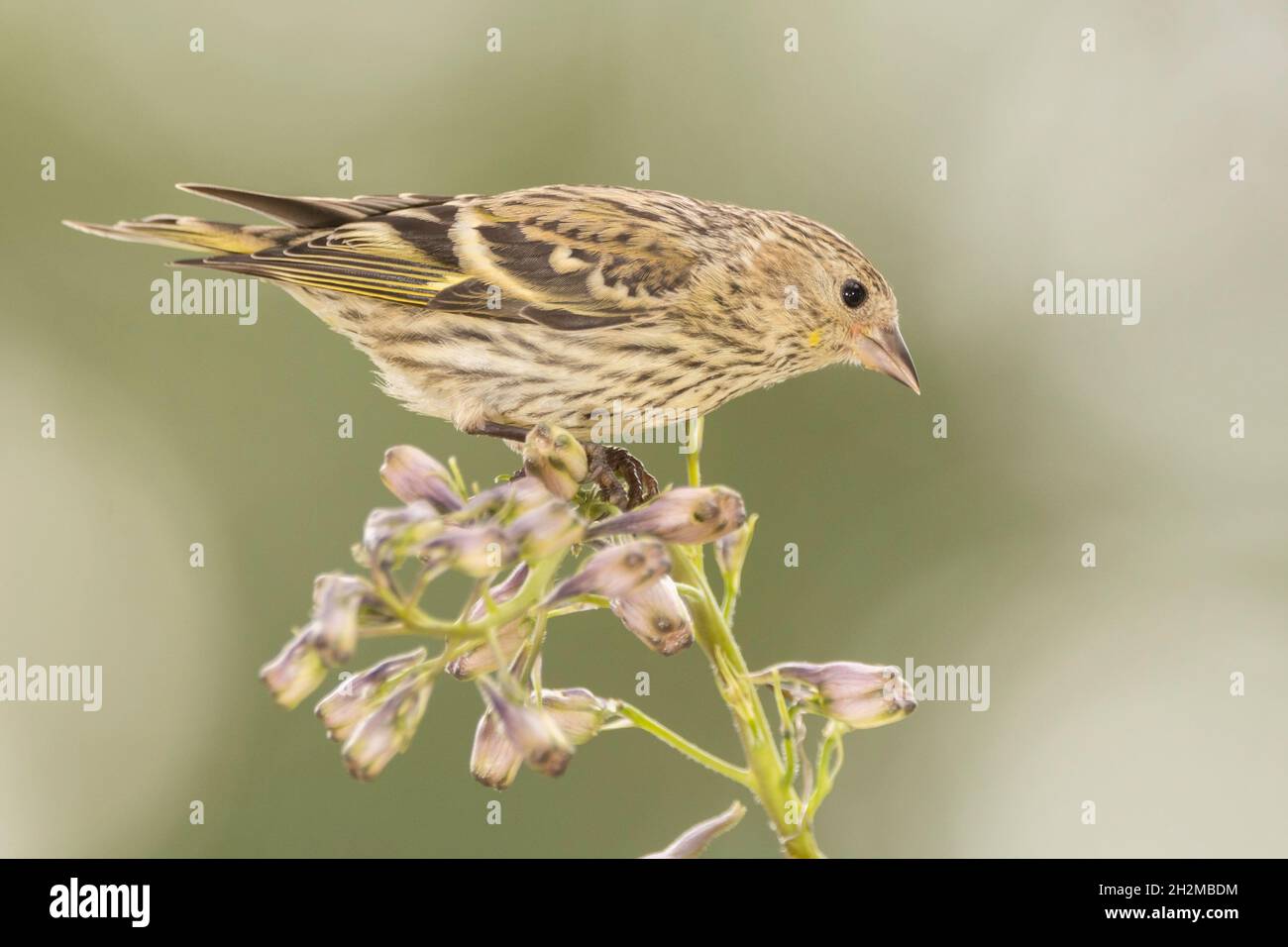 Barley bird hi-res stock photography and images - Alamy