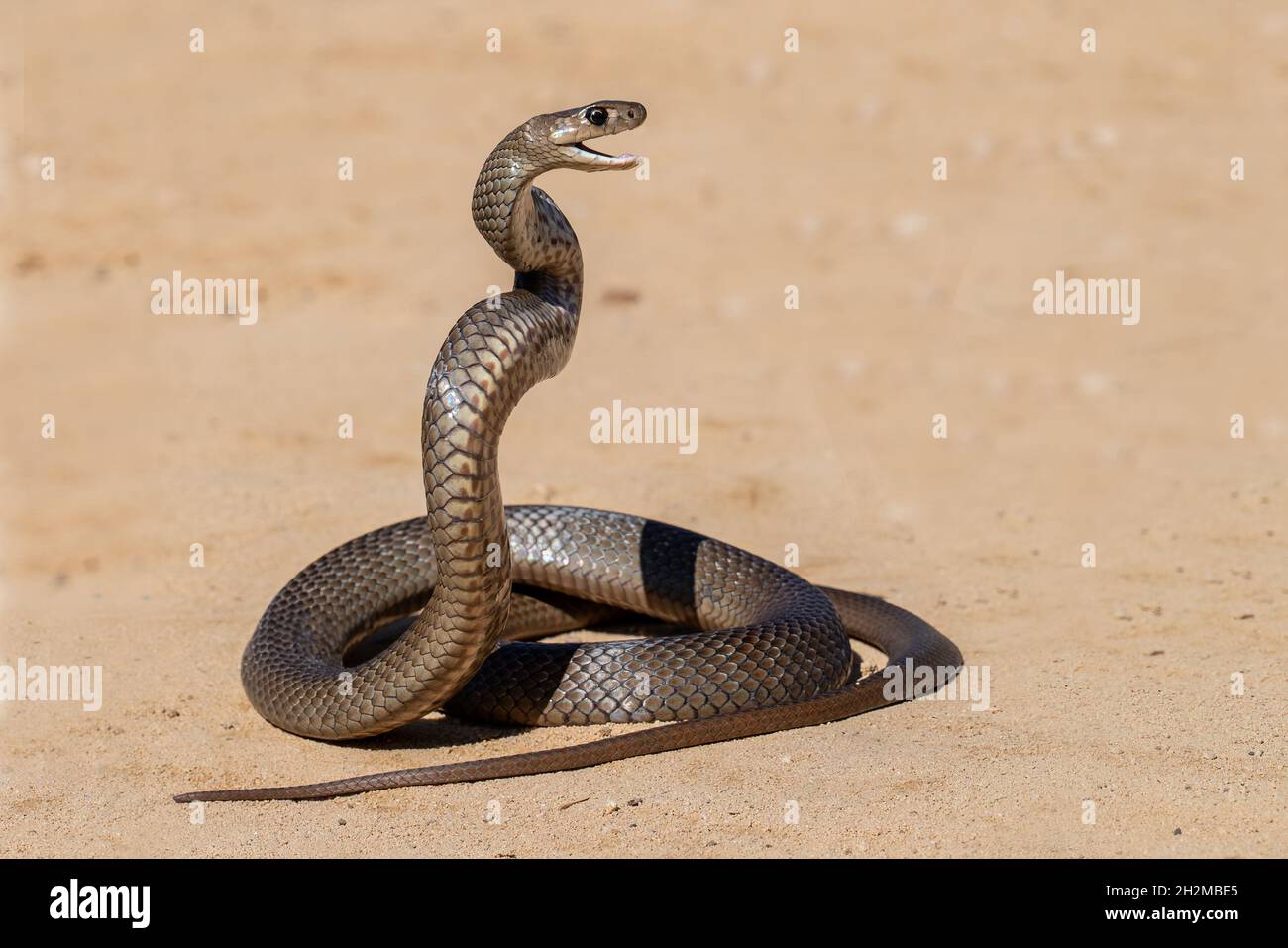 Australian highly venomous Eastern Brown Snake being defensive Stock ...