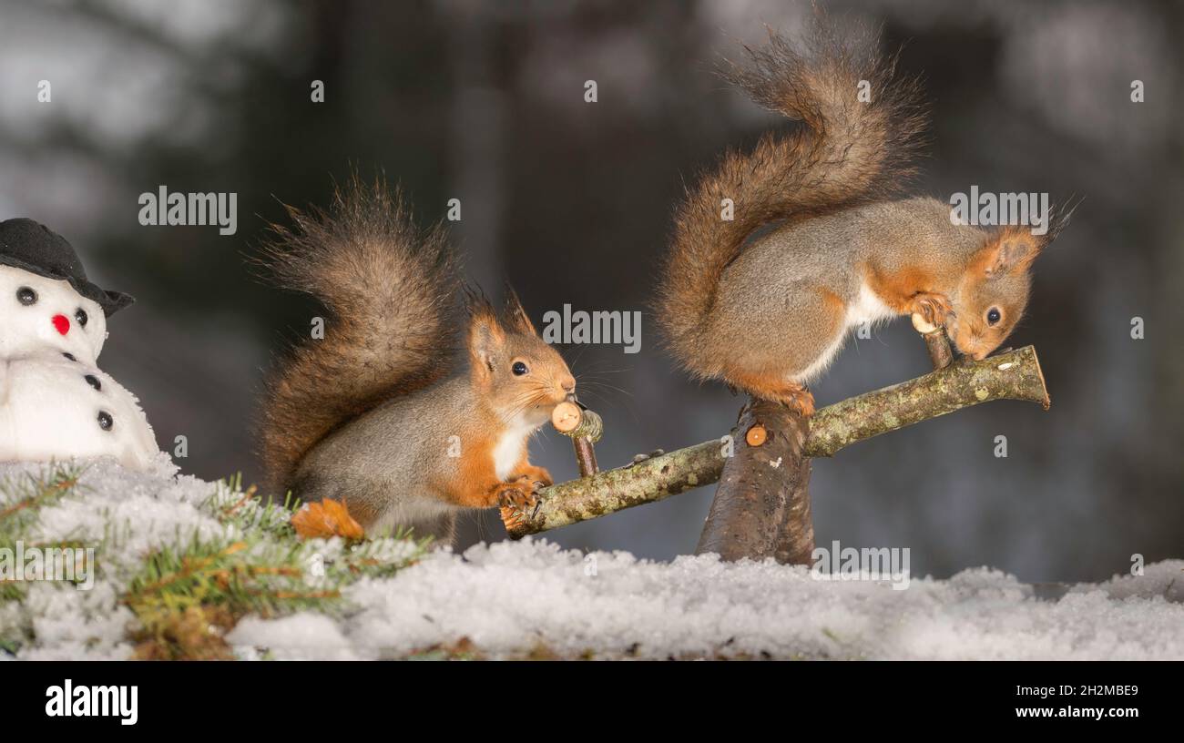 Animal pushing another animal hi-res stock photography and images - Alamy