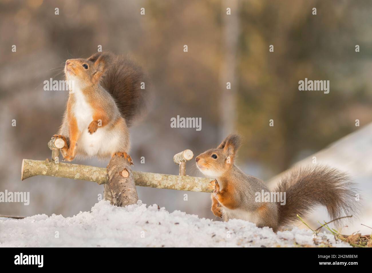 Animal tool humor hi-res stock photography and images - Alamy