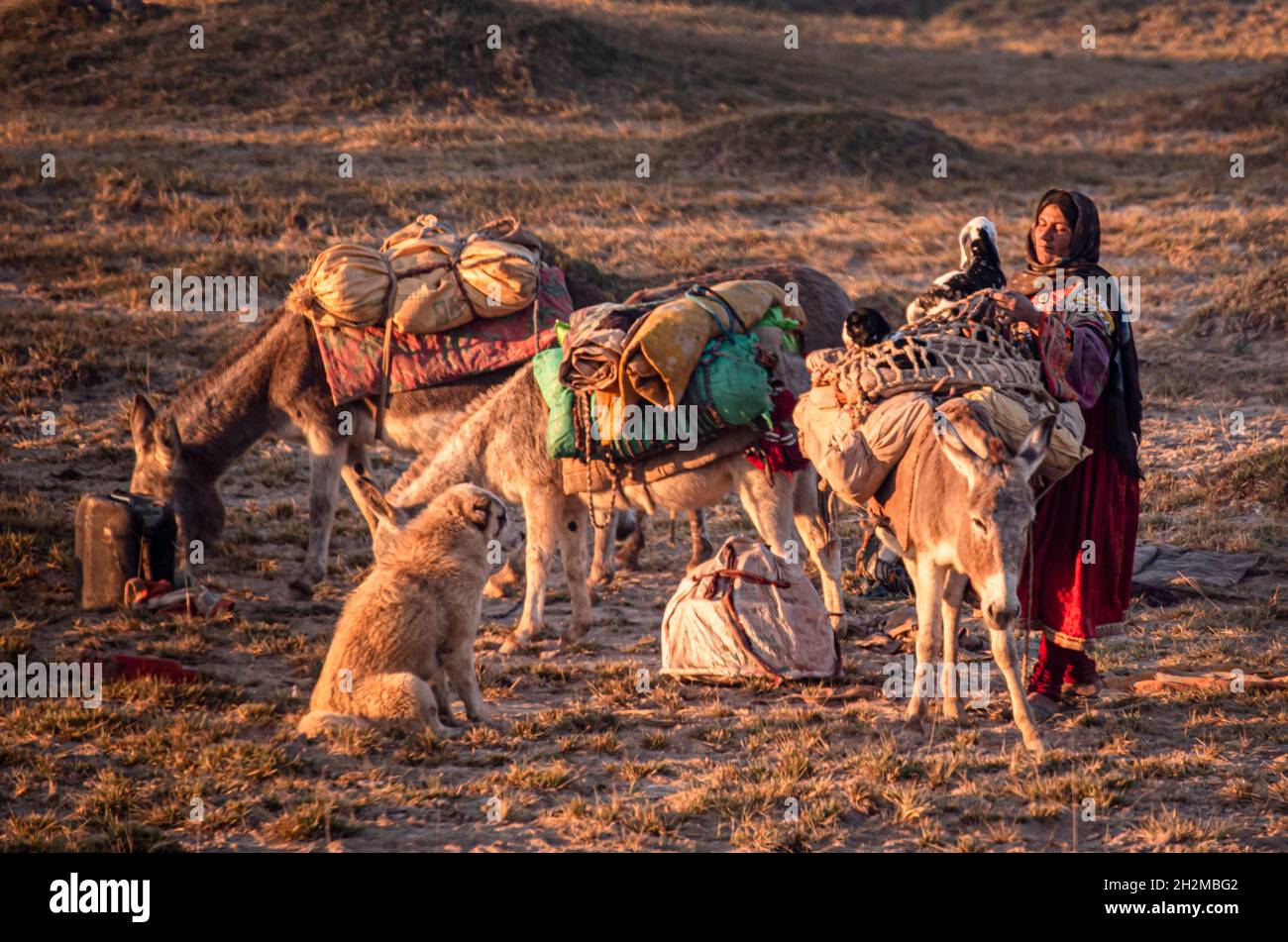 nomadic life of shepherds , shepherds with their animals Stock Photo ...