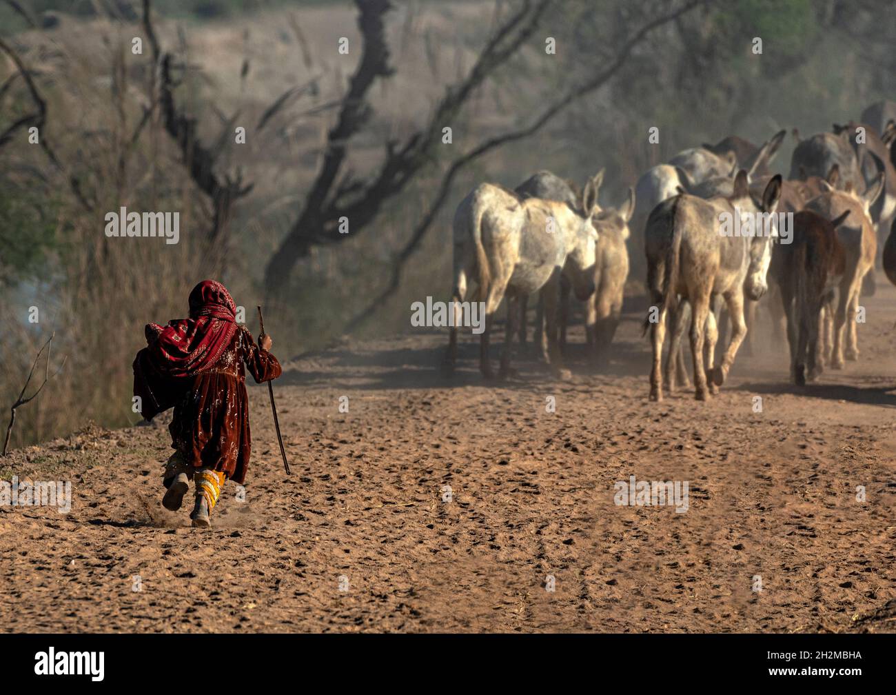 nomadic life of shepherds , shepherds with their animals Stock Photo ...