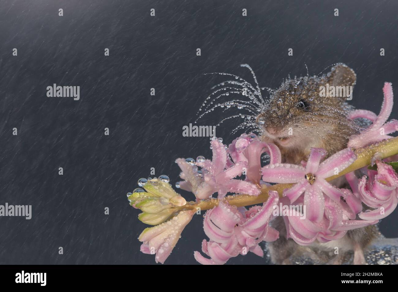 Wet Mouse High Resolution Stock Photography and Images - Alamy